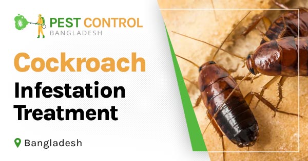 Cockroach infestation treatment in Bangladesh
