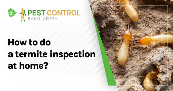 How to do a termite inspection at home in Bangladesh?